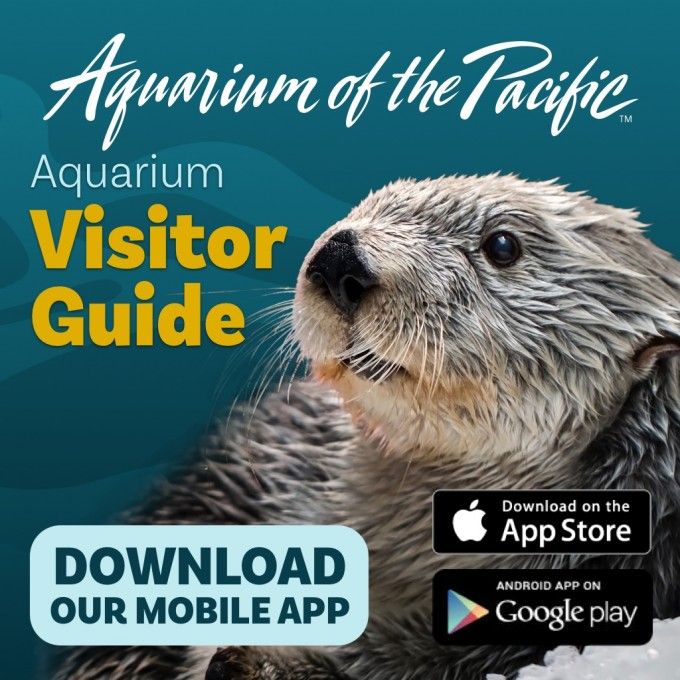 Aquarium Of The Pacific Coupon Free Child Admission