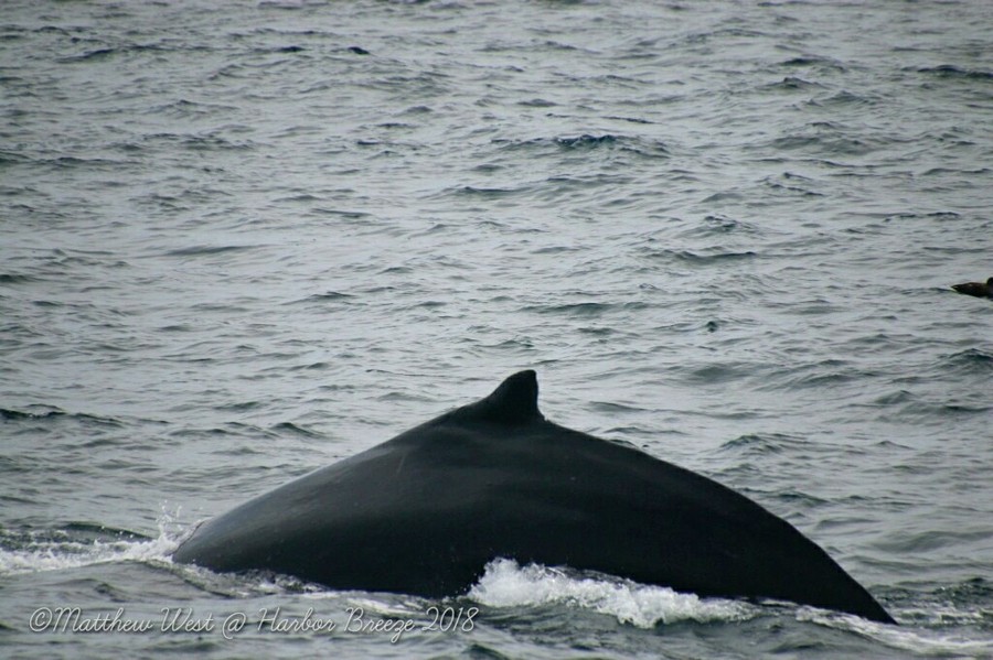 Bounty of Blue Whales | Aquarium Blog | Aquarium of the Pacific