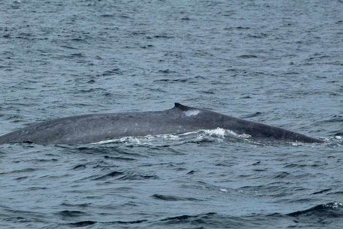Early blue whales in California! | Aquarium Blog | Aquarium of the Pacific