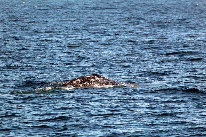 Fin Whales, Gray Whales, and Orca! | Aquarium Blog | Aquarium of the ...