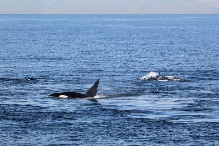 Fin Whales, Gray Whales, and Orca! | Aquarium Blog | Aquarium of the ...