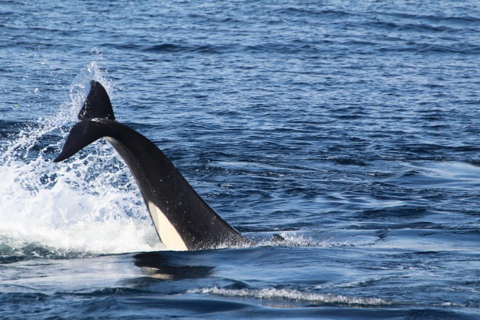 Fin Whales, Gray Whales, and Orca! | Aquarium Blog | Aquarium of the ...
