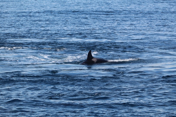 Fin Whales, Gray Whales, and Orca! | Aquarium Blog | Aquarium of the ...