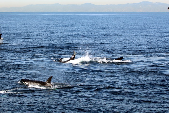 Fin Whales, Gray Whales, and Orca! | Aquarium Blog | Aquarium of the ...