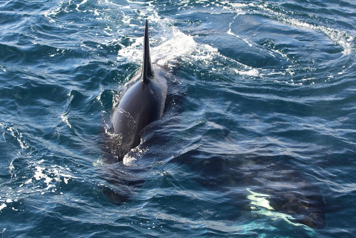 Fin Whales, Gray Whales, and Orca! | Aquarium Blog | Aquarium of the ...