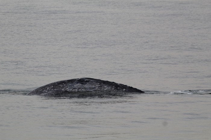 Still Lots of Fin & Gray Whales Out There! | Aquarium Blog | Aquarium ...