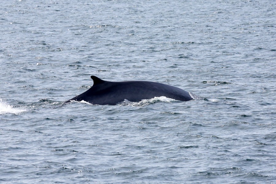 The Gray and Fin Whale Parade Continues! | Aquarium Blog | Aquarium of ...