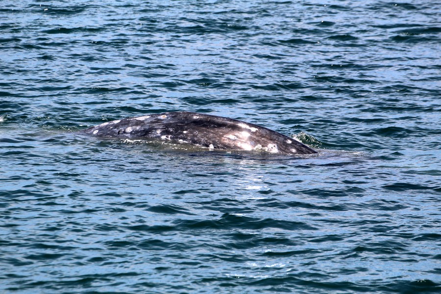 Still Time To See The Gray Whales | Aquarium Blog | Aquarium of the Pacific