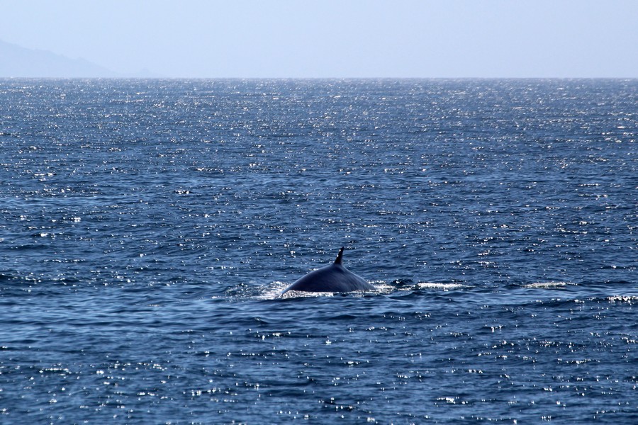 Still Time To See The Gray Whales | Aquarium Blog | Aquarium of the Pacific