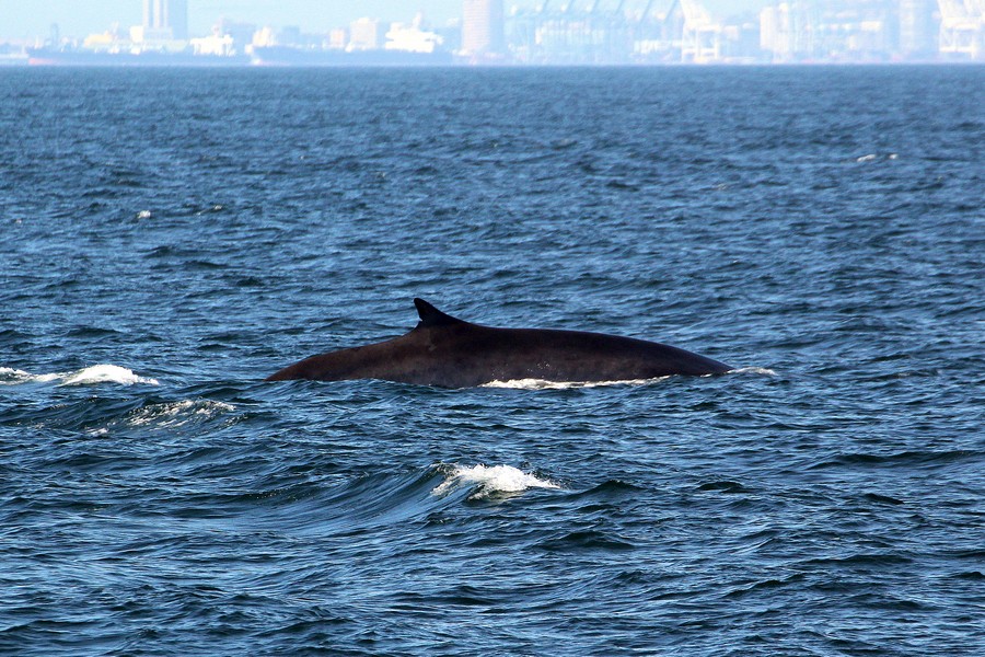 Still Time To See The Gray Whales | Aquarium Blog | Aquarium of the Pacific