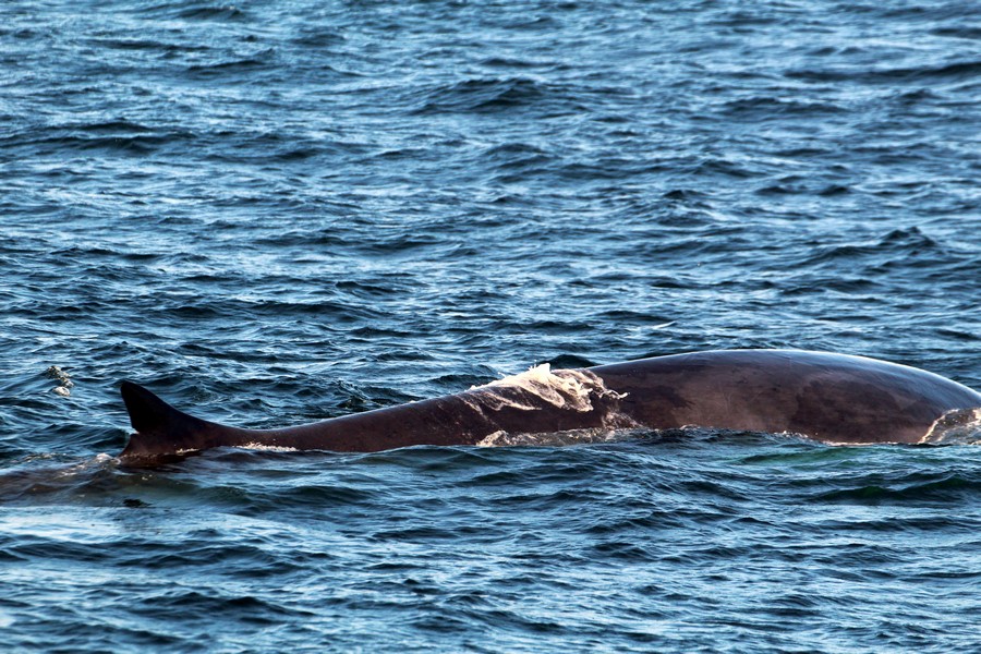 Still Time To See The Gray Whales | Aquarium Blog | Aquarium of the Pacific