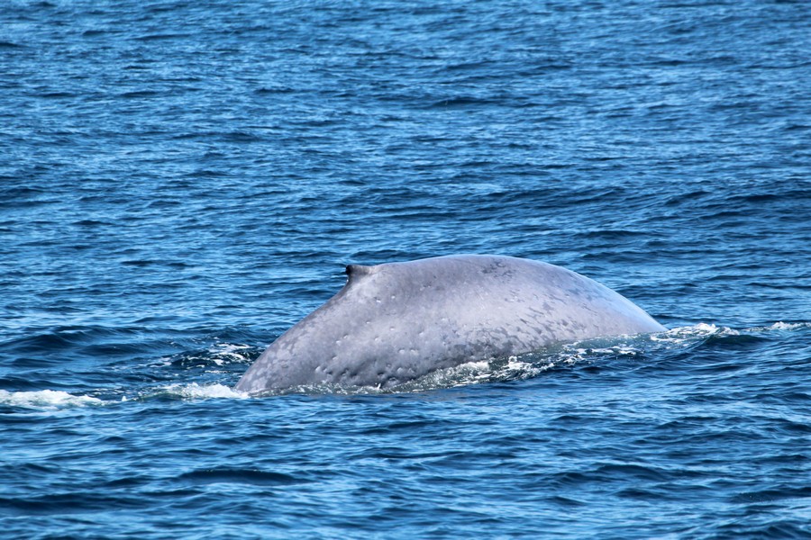 Blue Whales, Fin Whales, and Humpbacks! | Aquarium Blog | Aquarium of ...