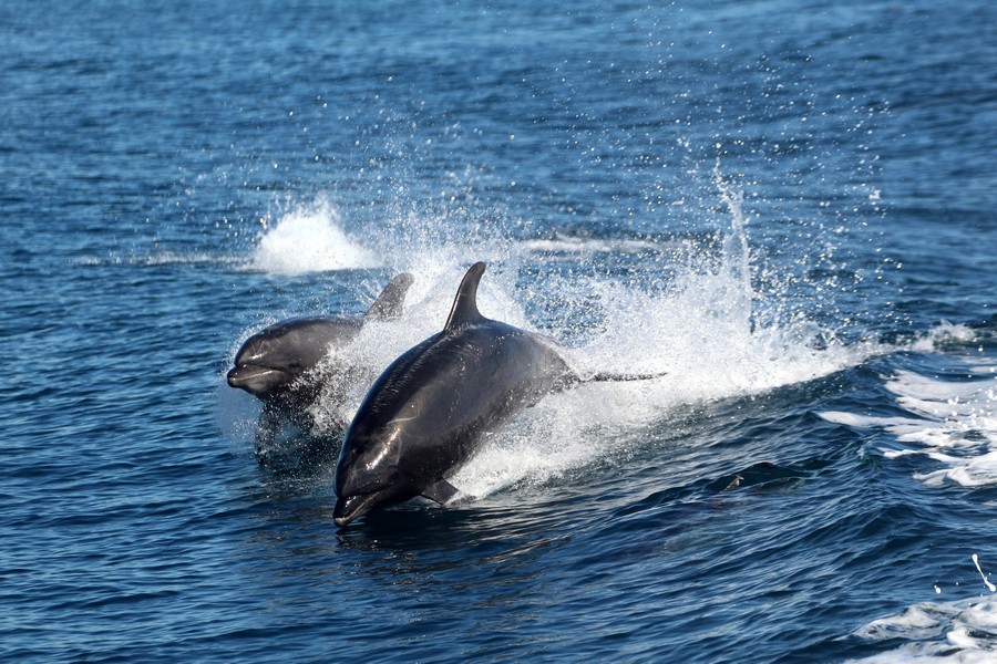 Humpbacks & Dolphins | Aquarium Blog | Aquarium of the Pacific