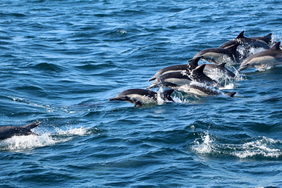 Get Ready For Some Serious Acrobatics | Aquarium Blog | Aquarium of the ...