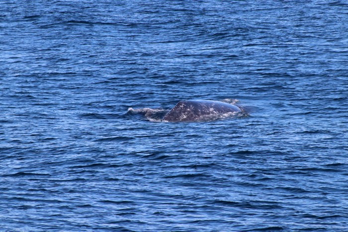 Fin Whales, Gray Whales, and Orca! | Aquarium Blog | Aquarium of the ...