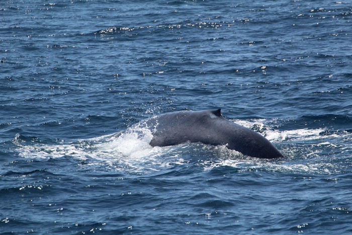 Early blue whales in California! | Aquarium Blog | Aquarium of the Pacific