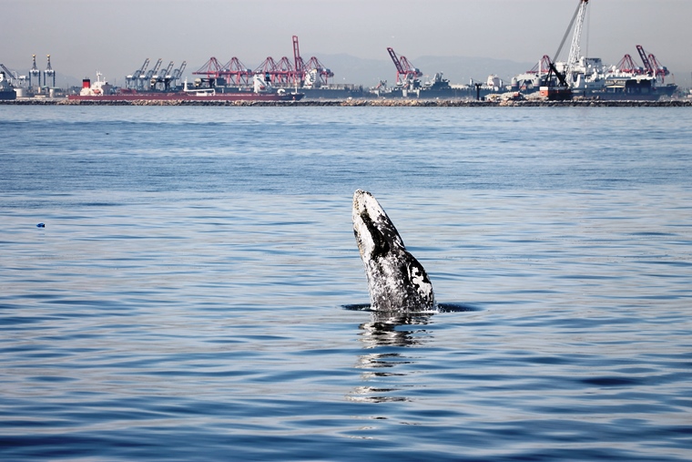 Basking Shark! | Aquarium Blog | Aquarium of the Pacific