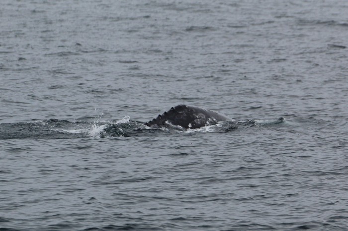 Fin Whales, Gray Whales, and Orca! | Aquarium Blog | Aquarium of the ...