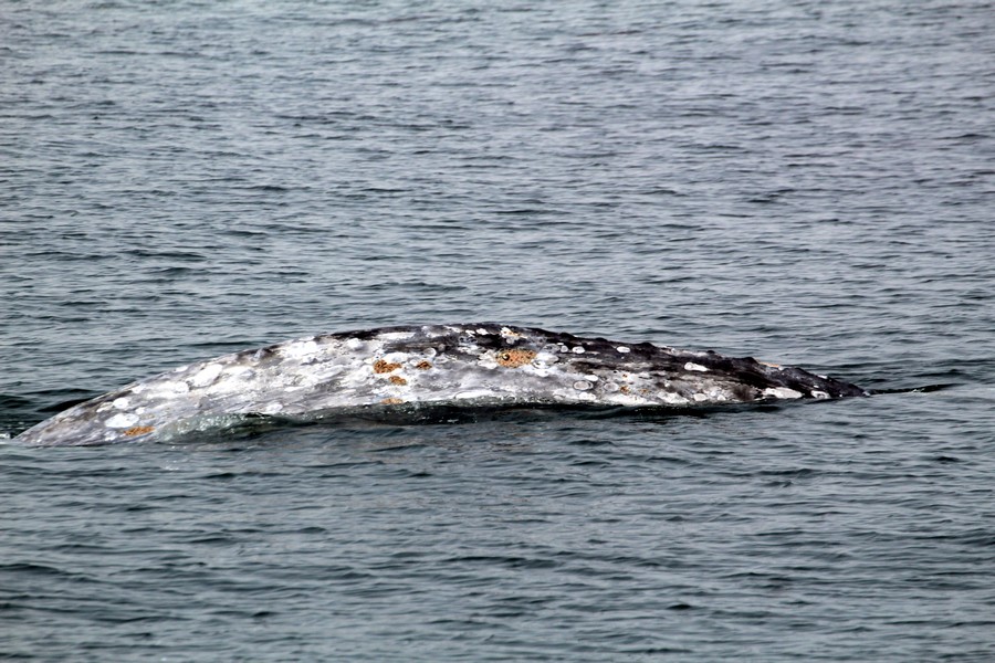 The Gray and Fin Whale Parade Continues! | Aquarium Blog | Aquarium of ...