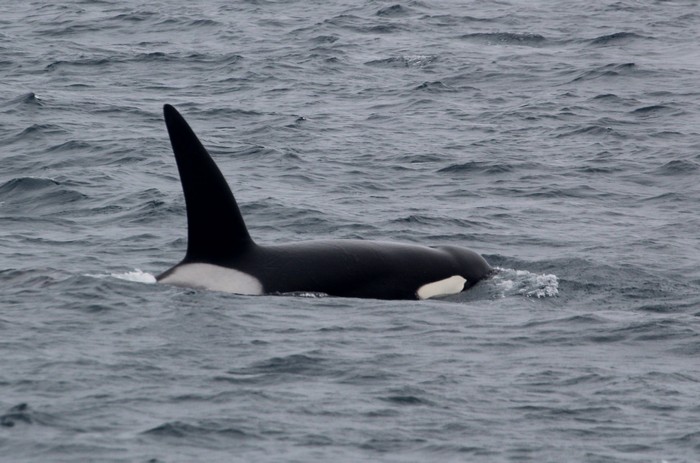 Another Orca Visit | Aquarium Blog | Aquarium of the Pacific