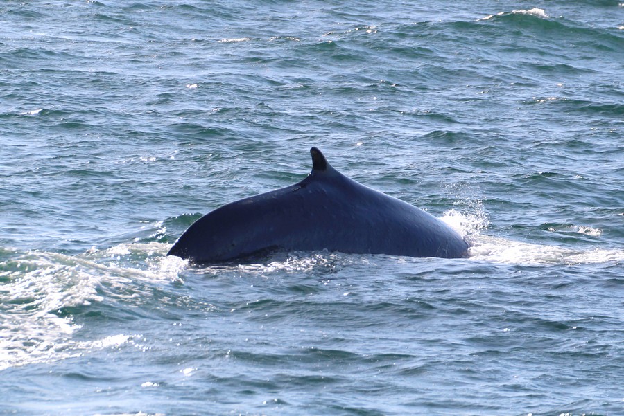 Bounty of Blue Whales | Aquarium Blog | Aquarium of the Pacific