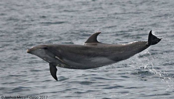Humpbacks in the area! | Aquarium Blog | Aquarium of the Pacific