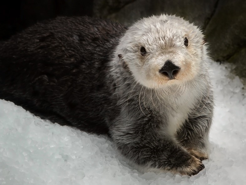 Ocean Adventure Camp | Events | Aquarium of the Pacific