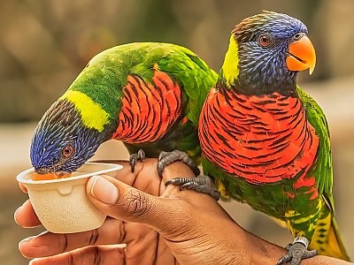 Feed an Animal | Plan Your Visit | Aquarium of the Pacific