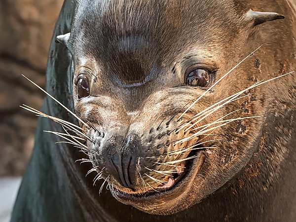 Become a Sea Fare Sponsor | Ways to Give | Aquarium of the Pacific