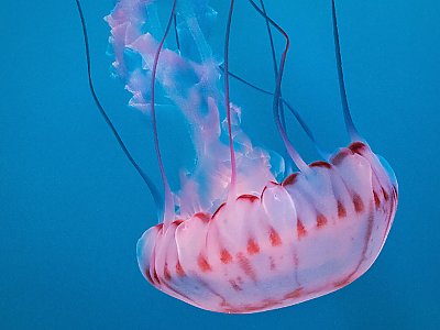 Purple-striped Jelly | Online Learning Center | Aquarium of the Pacific