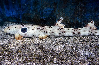 Shark Lagoon | Aquarium Webcams | Aquarium of the Pacific
