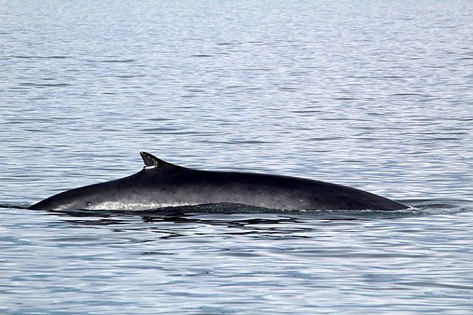 Still Lots of Fin & Gray Whales Out There! | Aquarium Blog | Aquarium ...