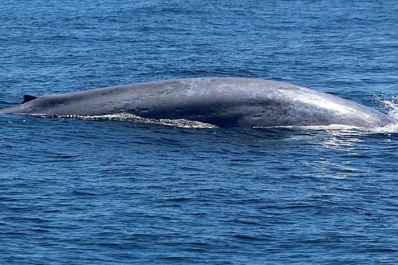 Blue Whales, Fin Whales, and Humpbacks! | Aquarium Blog | Aquarium of ...