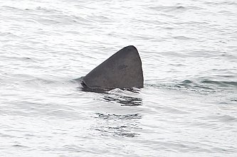 Aquarium of the Pacific | Aquarium Blog | Basking Shark!