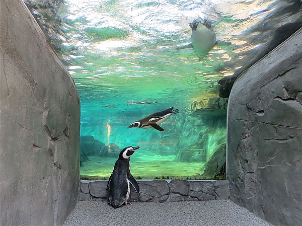 Webcam: Penguin Habitat | Aquarium Webcams | Aquarium of the Pacific