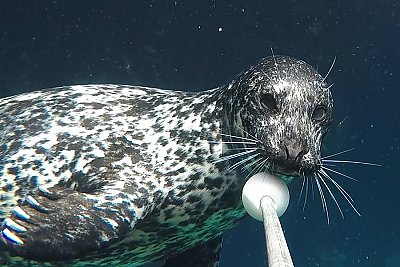 Shelby the Seal’s Tunnel Glass Dive Training | Aquarium Blog | Aquarium ...
