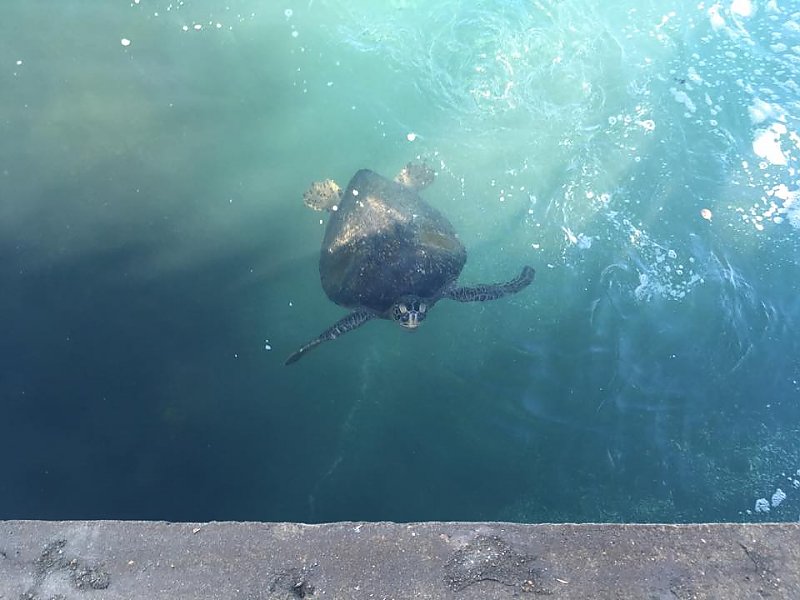 Southern California Sea Turtle Monitoring Project | Conservation ...
