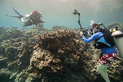 Aquarium Conservation and Research | Aquarium Research | Aquarium of ...