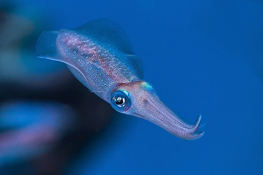 Sea Squirts Camp | Events | Aquarium of the Pacific