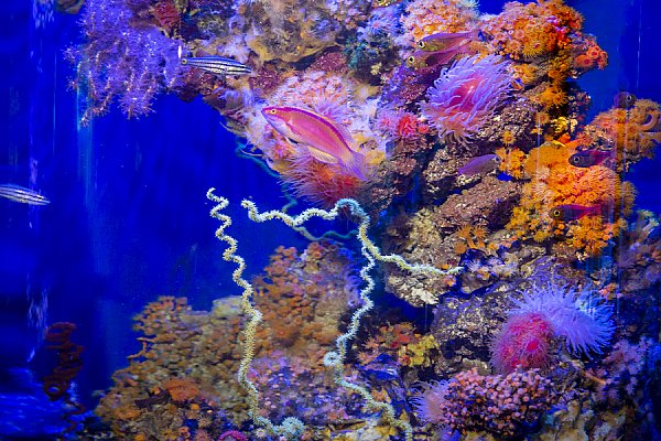 Coral Reefs: Nature’s Underwater Cities | Coral Reefs | Aquarium of the ...