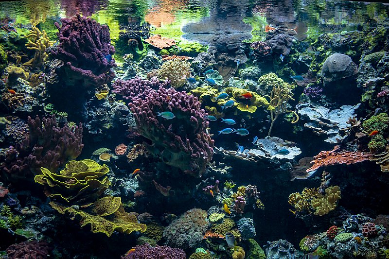 Coral Reefs: Nature’s Underwater Cities | Coral Reefs | Aquarium of the ...