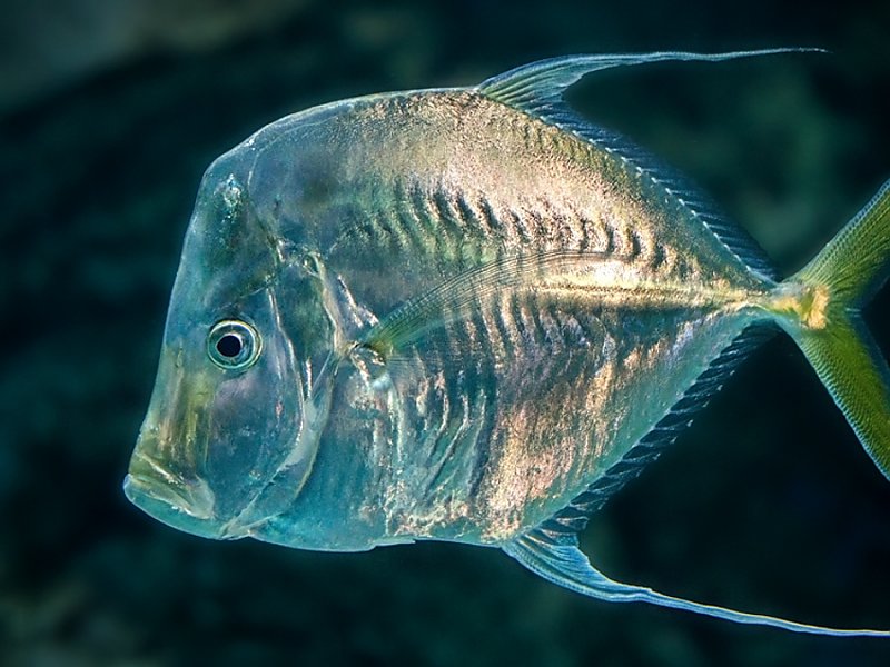 Gulf of California | Southern California Gallery | Aquarium of the Pacific