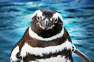 Our Penguins | June Keyes Penguin Habitat | Aquarium of the Pacific