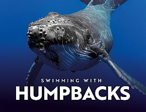 Undersea Explorer VR | Plan Your Visit | Aquarium of the Pacific