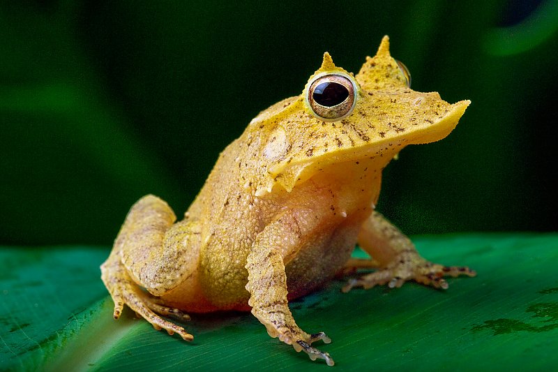Frogs: Facing a Changing World | Frogs: Facing A Changing World ...