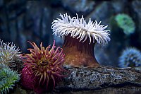 Fish-Eating Anemone | Online Learning Center | Aquarium of the Pacific