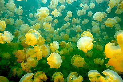 Jelly Conservation | Jellies | Aquarium of the Pacific