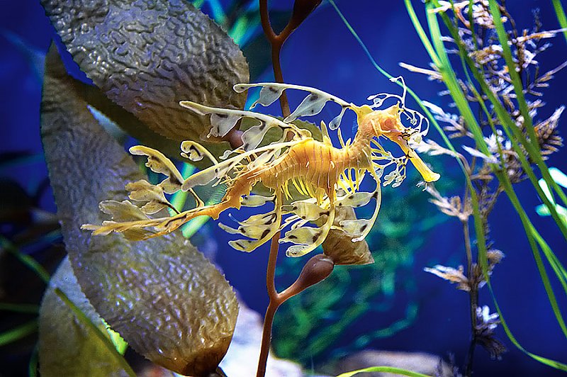 Seahorses and Seadragons | Tropical Pacific Gallery | Aquarium of the ...