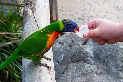 Lorikeet Forest | Lorikeet Forest | Aquarium of the Pacific