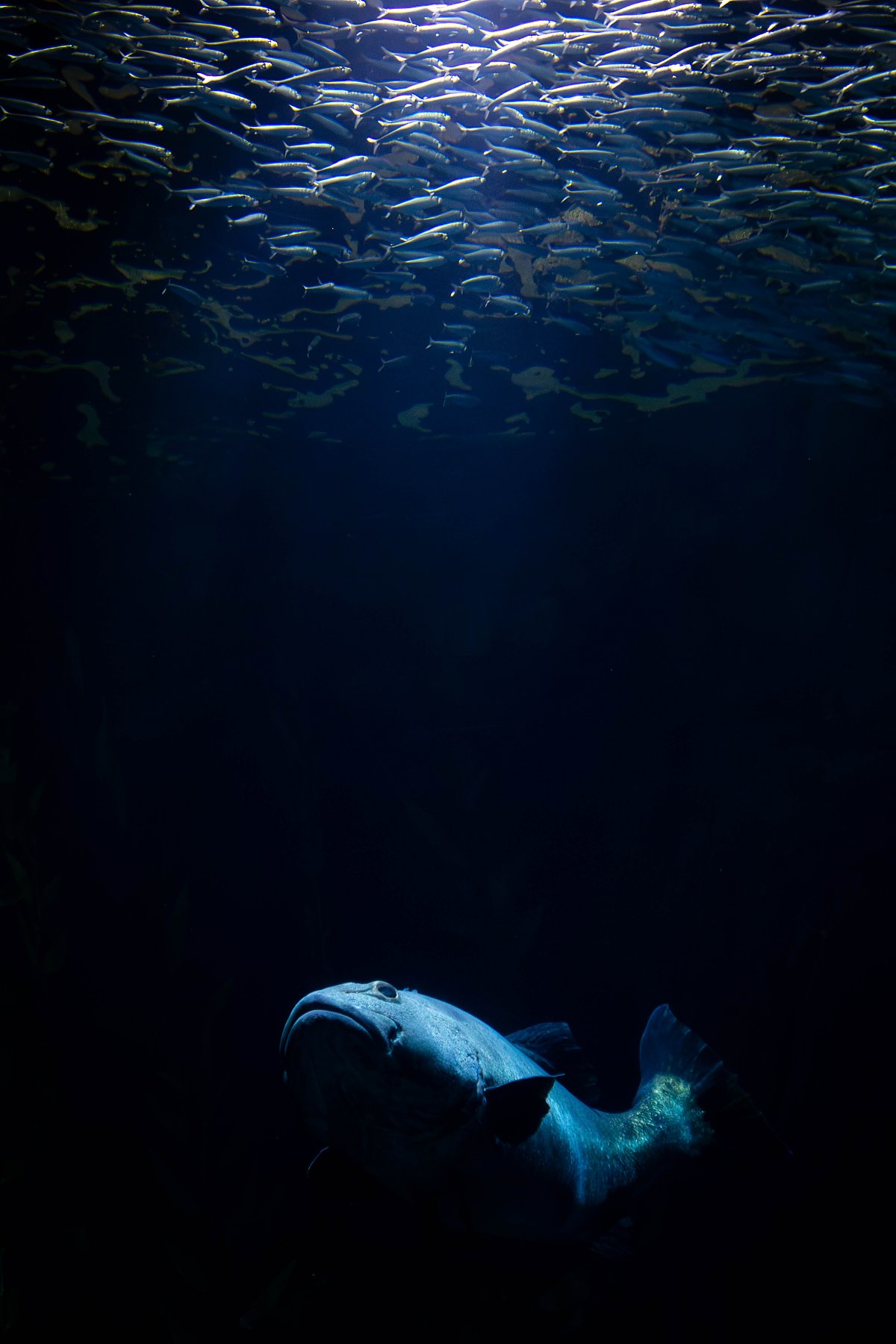 2023 Photographers Night Photo Contest Winners | Aquarium News ...